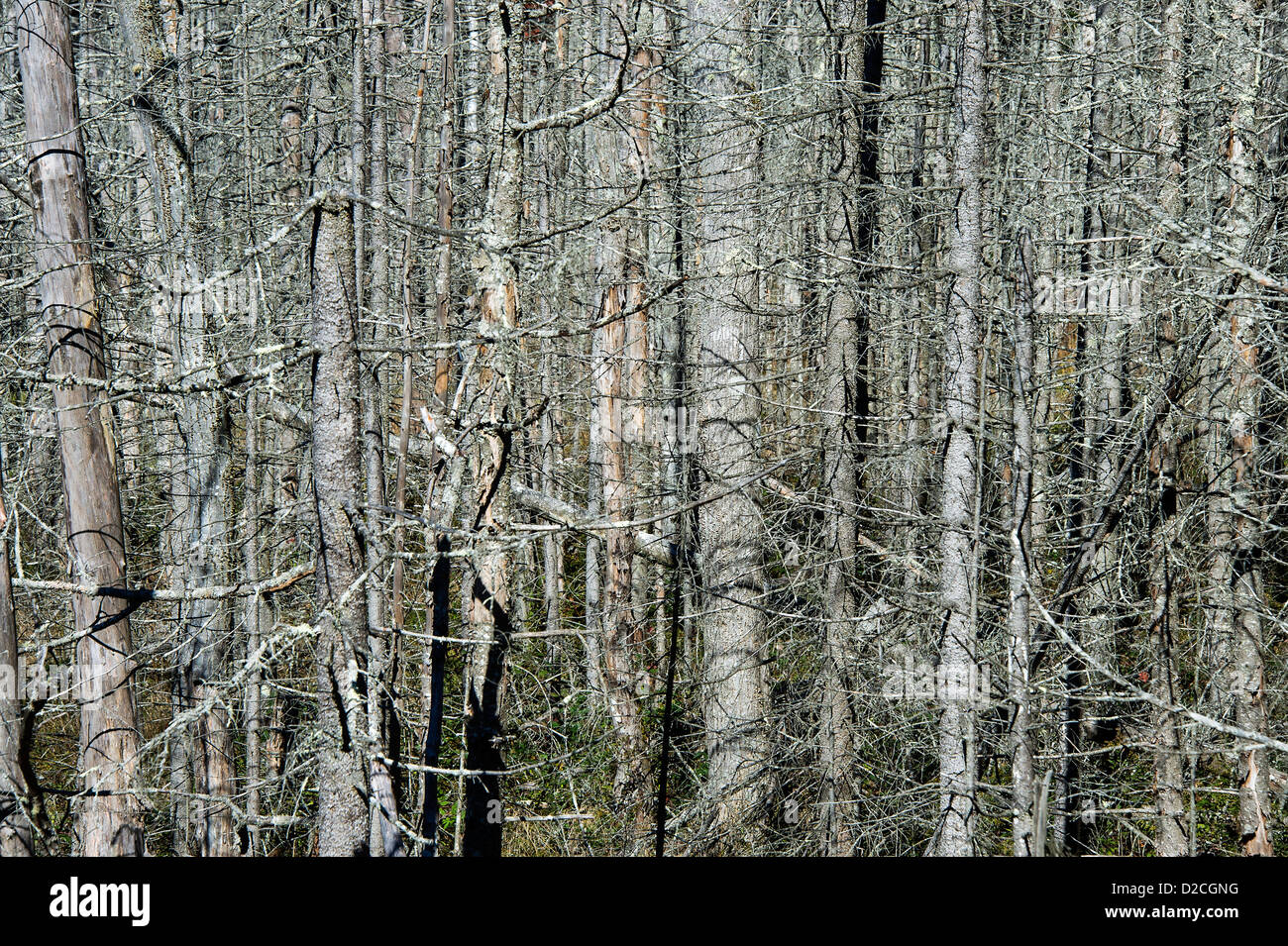 Blight Forest Stock Photos & Blight Forest Stock Images - Alamy