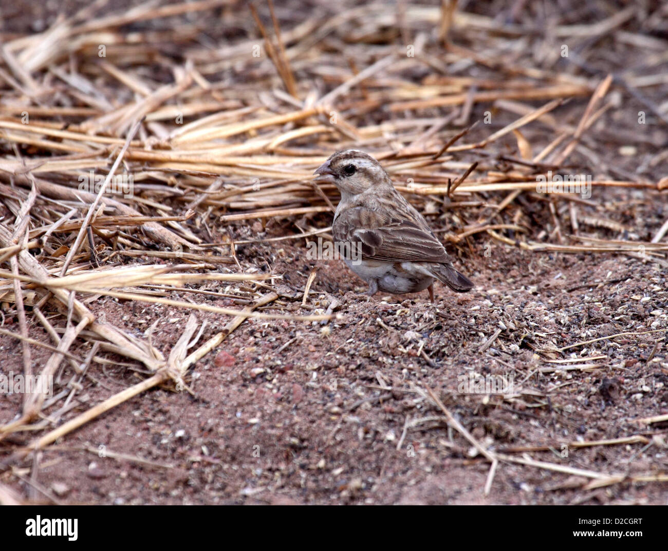 Petronias hi-res stock photography and images - Alamy
