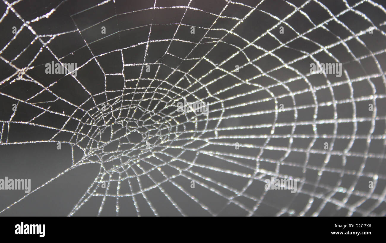 Spider web covered in frost Stock Photo - Alamy
