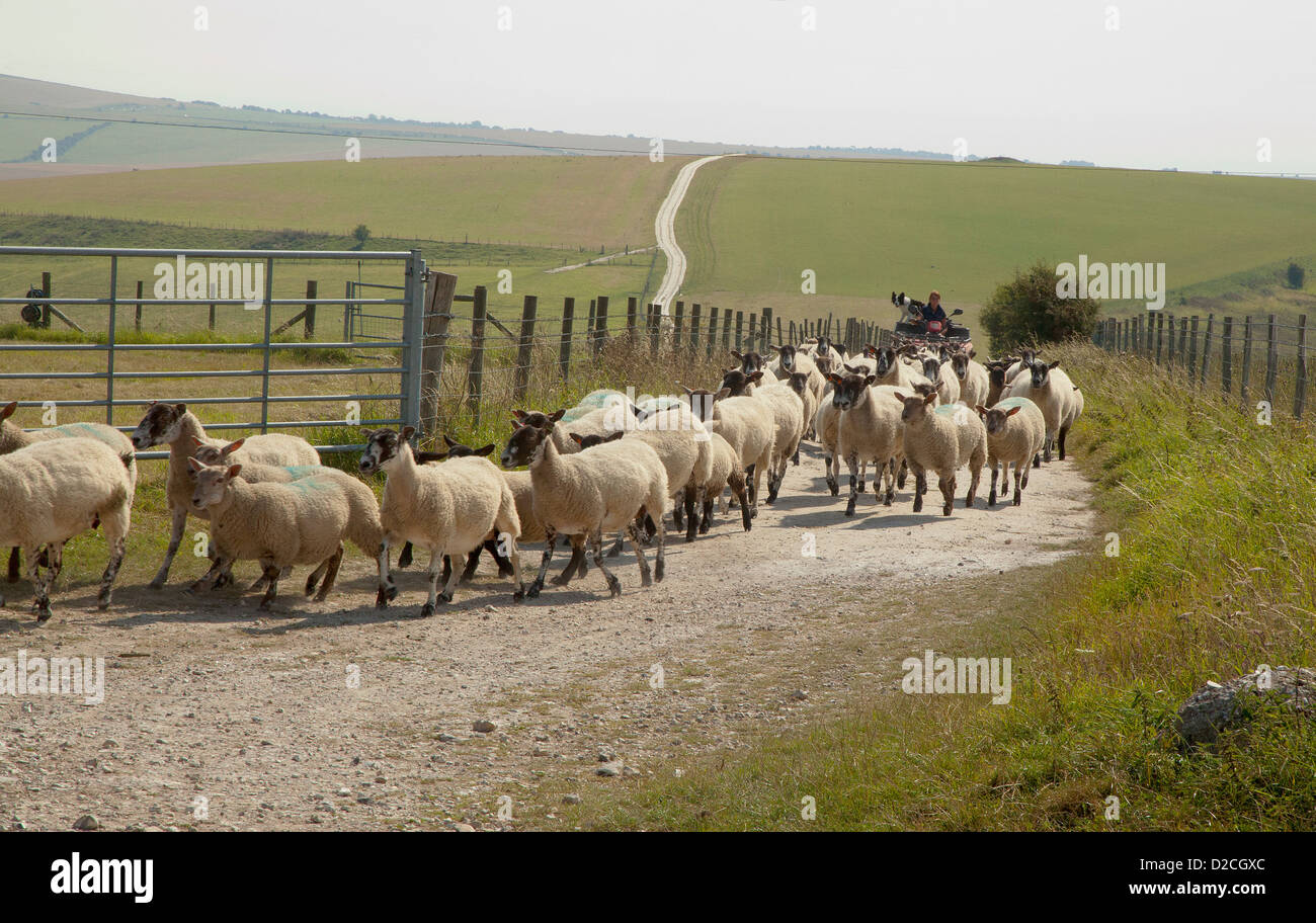Sheep being herded along road with quad bike and dog in the South Downs ...