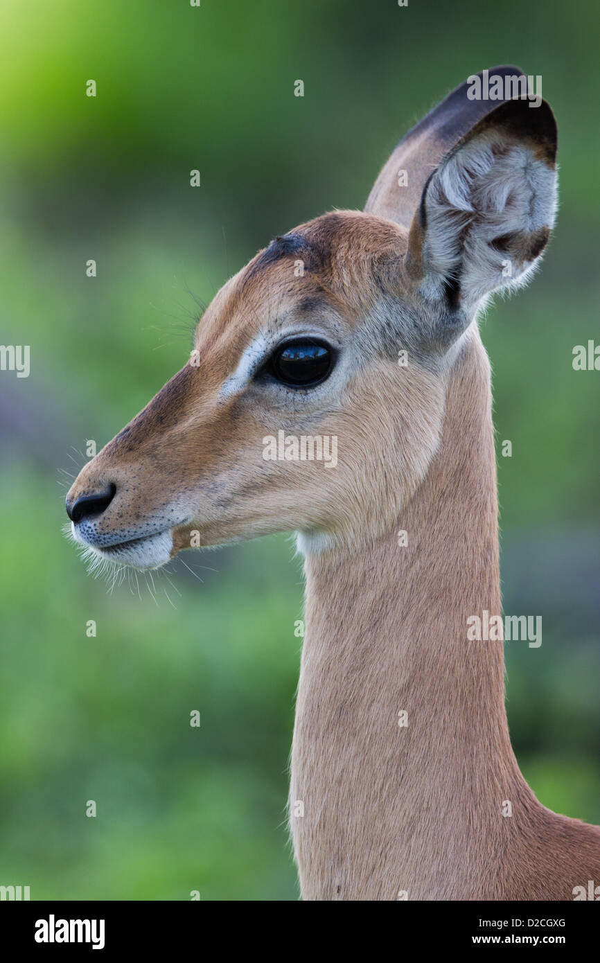 Puku deer in the wild safari savanna Stock Photo - Alamy