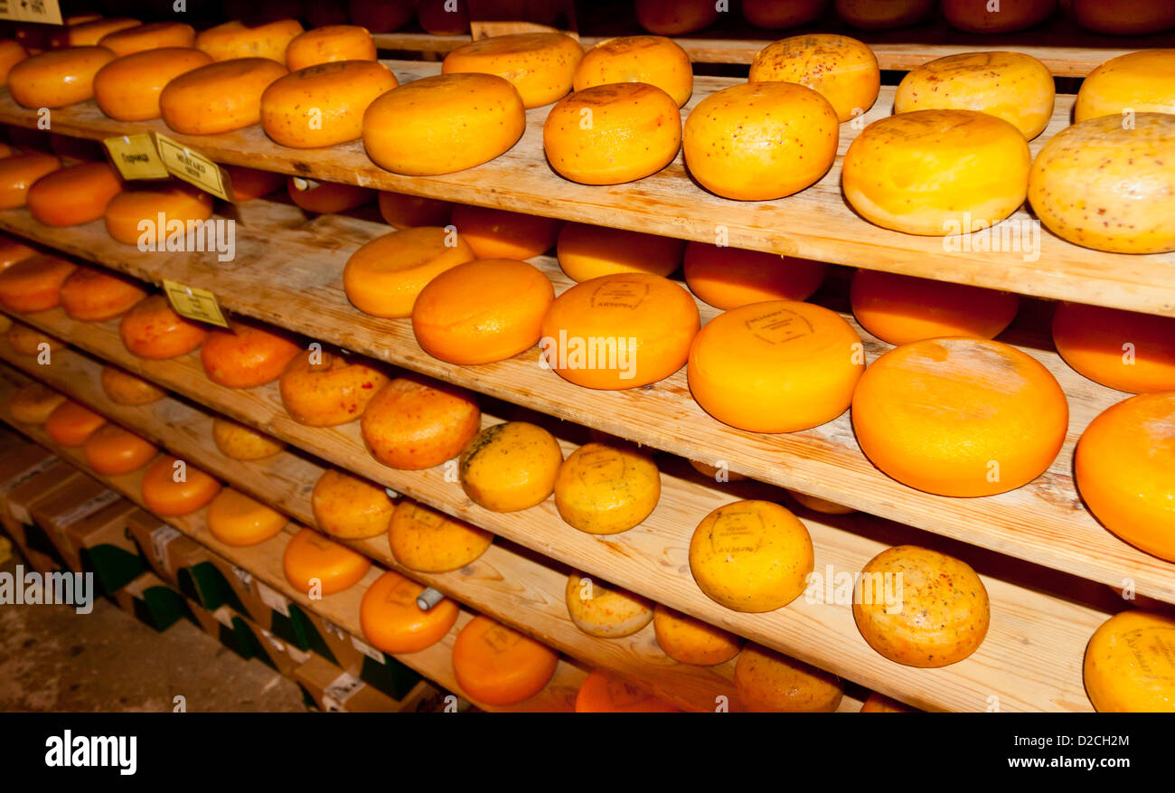 Stacked Dutch Cheese in Cheese Farm Stock Photo - Alamy