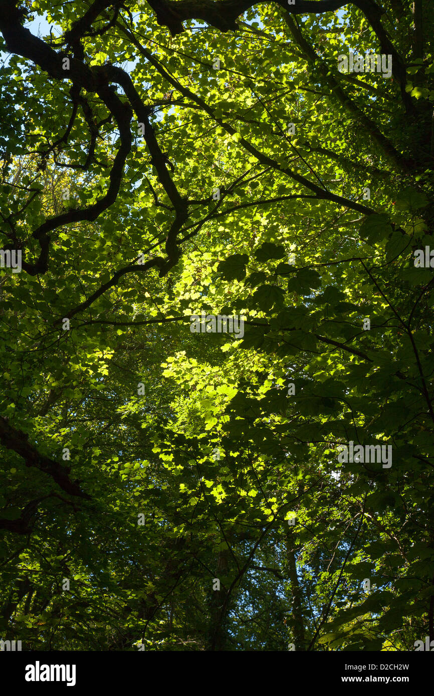 Sunlight through forest trees and leaves Stock Photo - Alamy