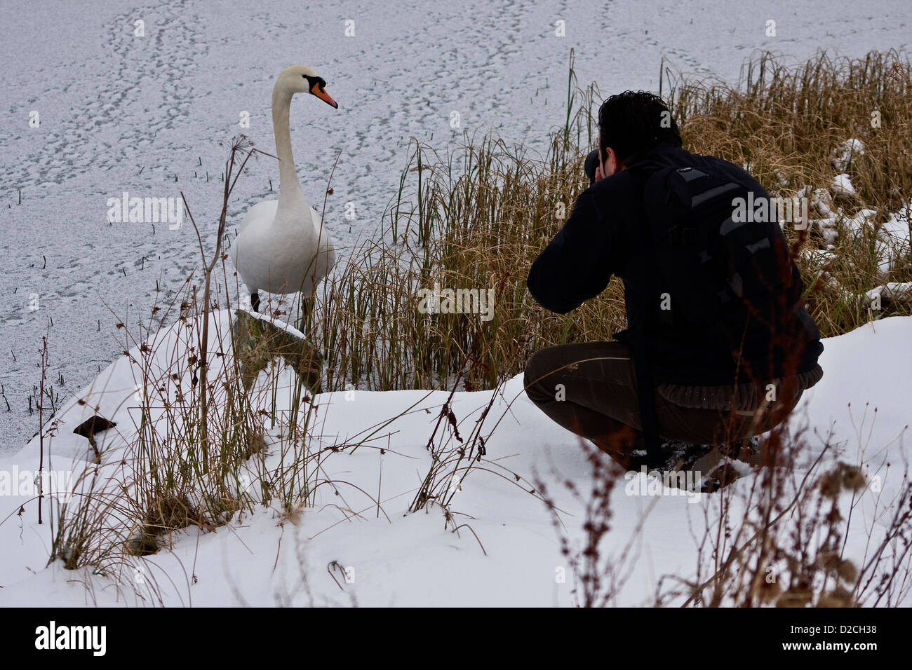 Taking photographs of a Mute Swan standing close by on a snow covered ...