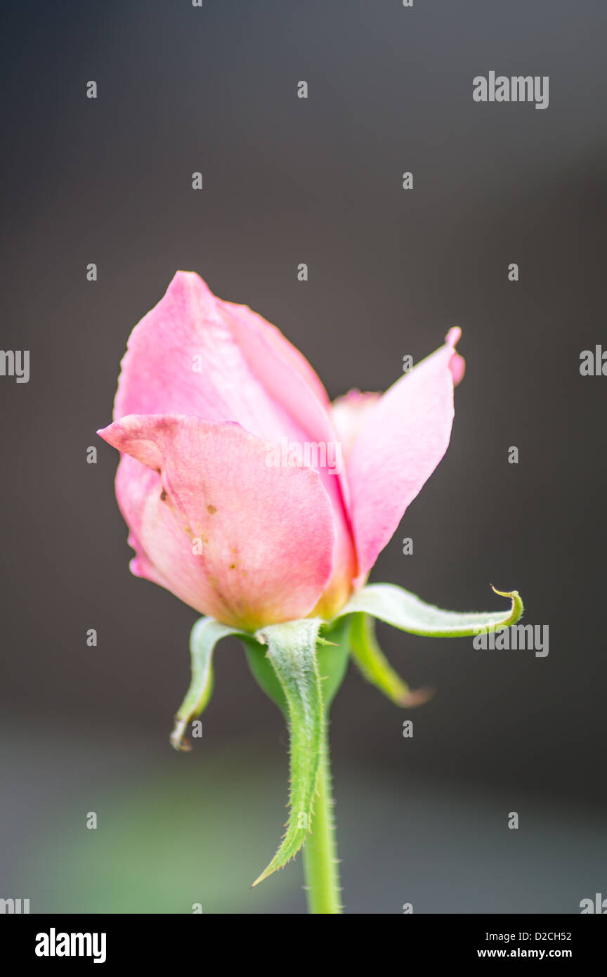 Macro shot of rose flower hi-res stock photography and images - Alamy