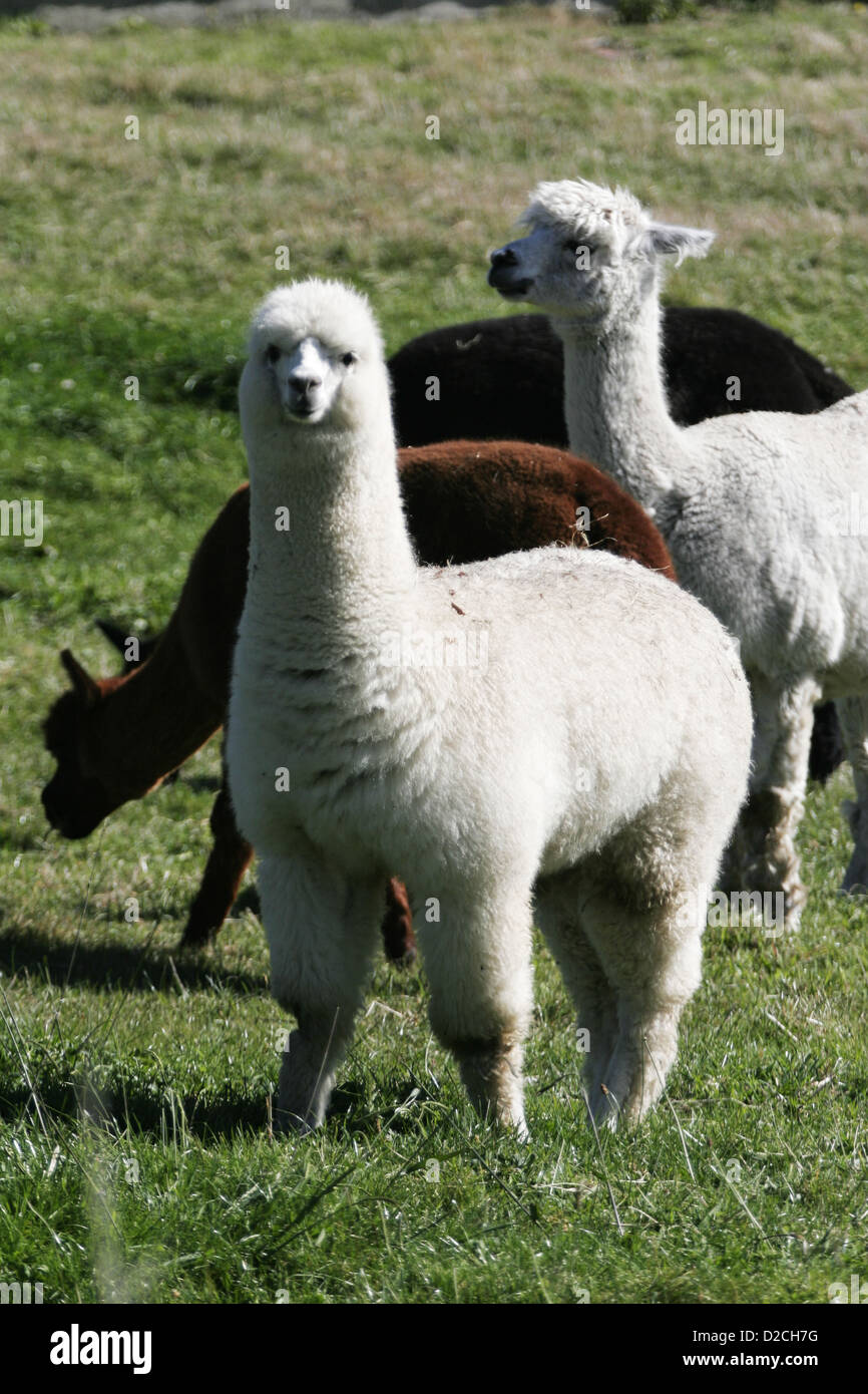 Lamas, bred on a farm in Nelson Stock Photo - Alamy