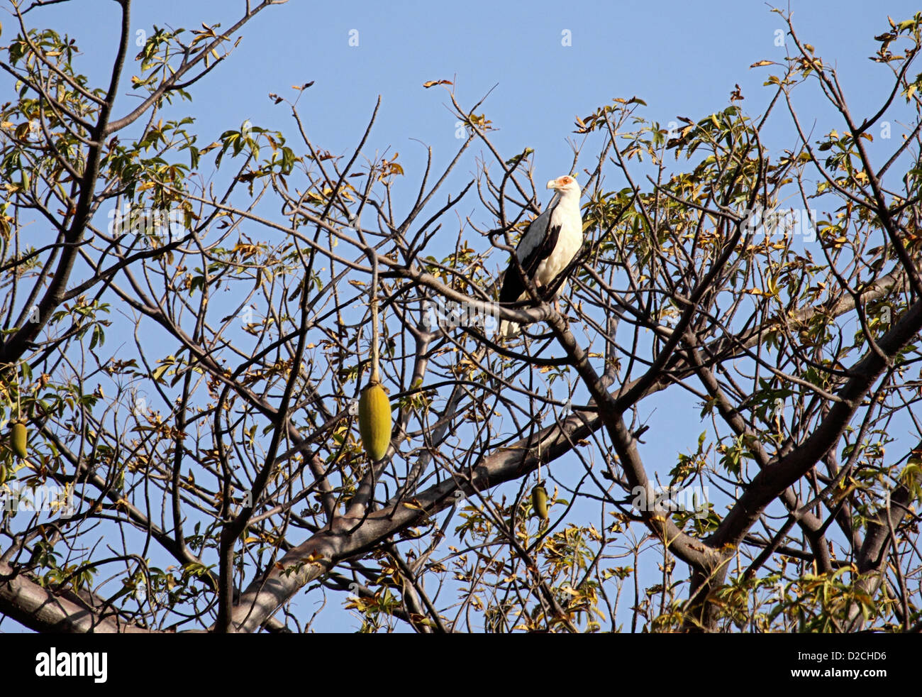 African tree boa hi-res stock photography and images - Alamy