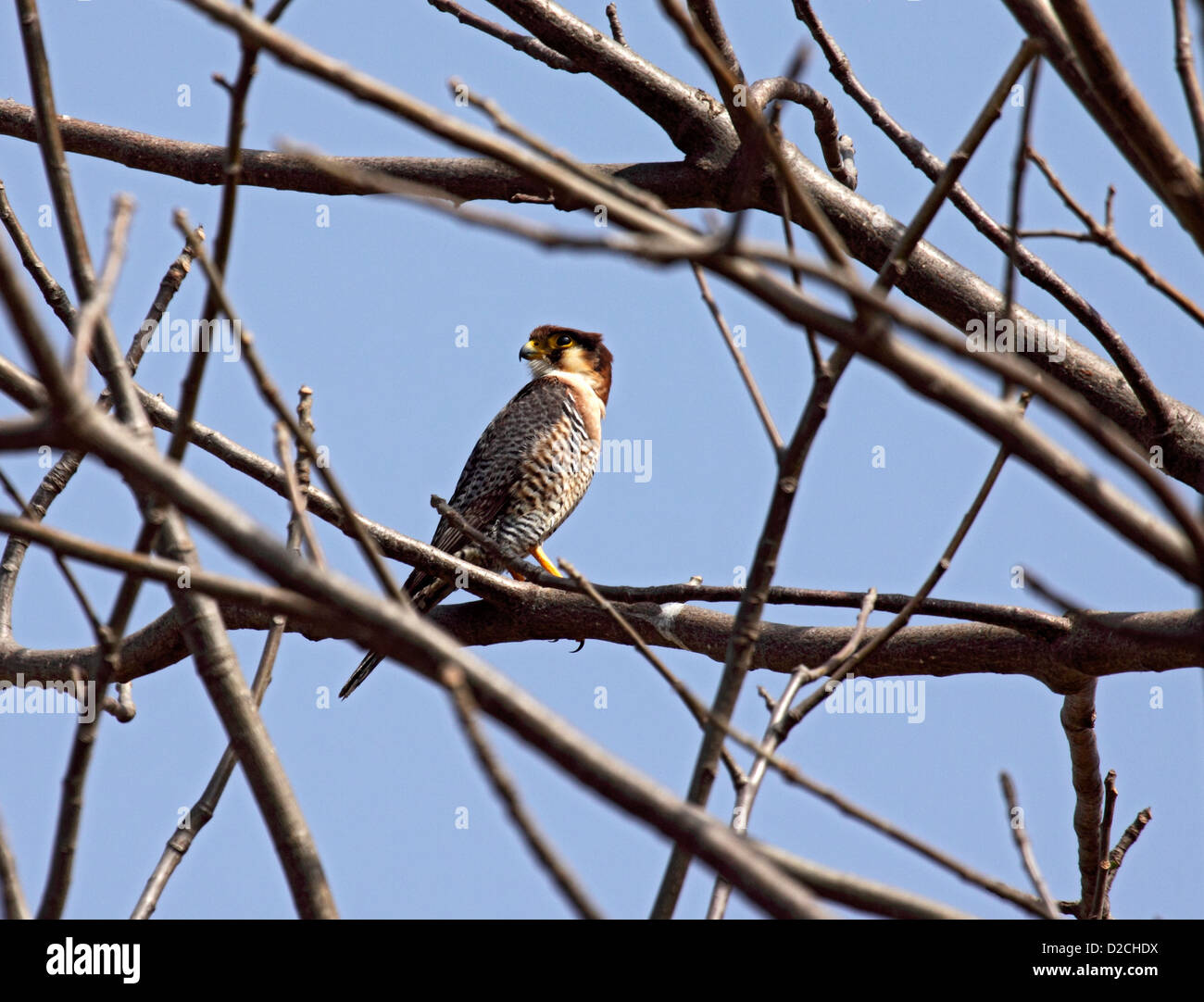 Red necked falcon in The Gambia Stock Photo - Alamy