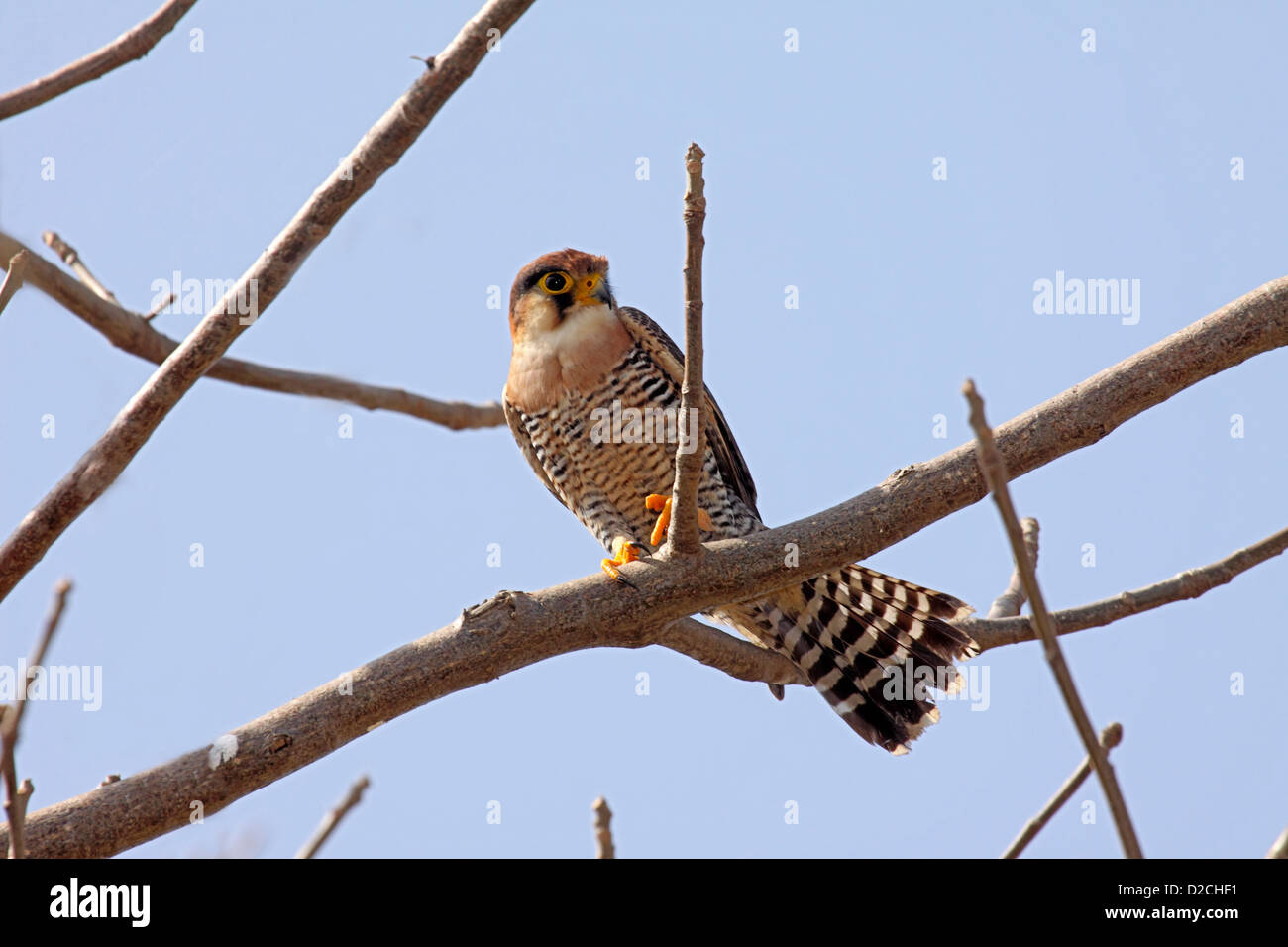 Red necked falcon in The Gambia Stock Photo - Alamy