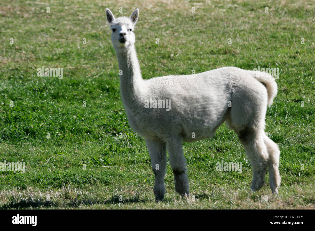 A lama, bred on a farm in Nelson Stock Photo - Alamy