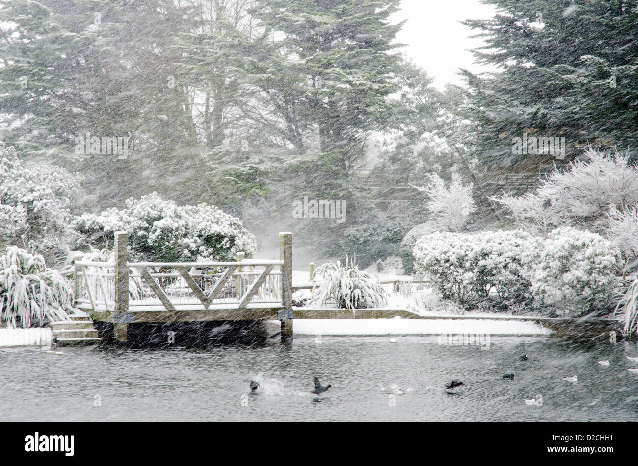 Snowy scene showing the lake, trees and ducks in a blizzard Stock Photo ...