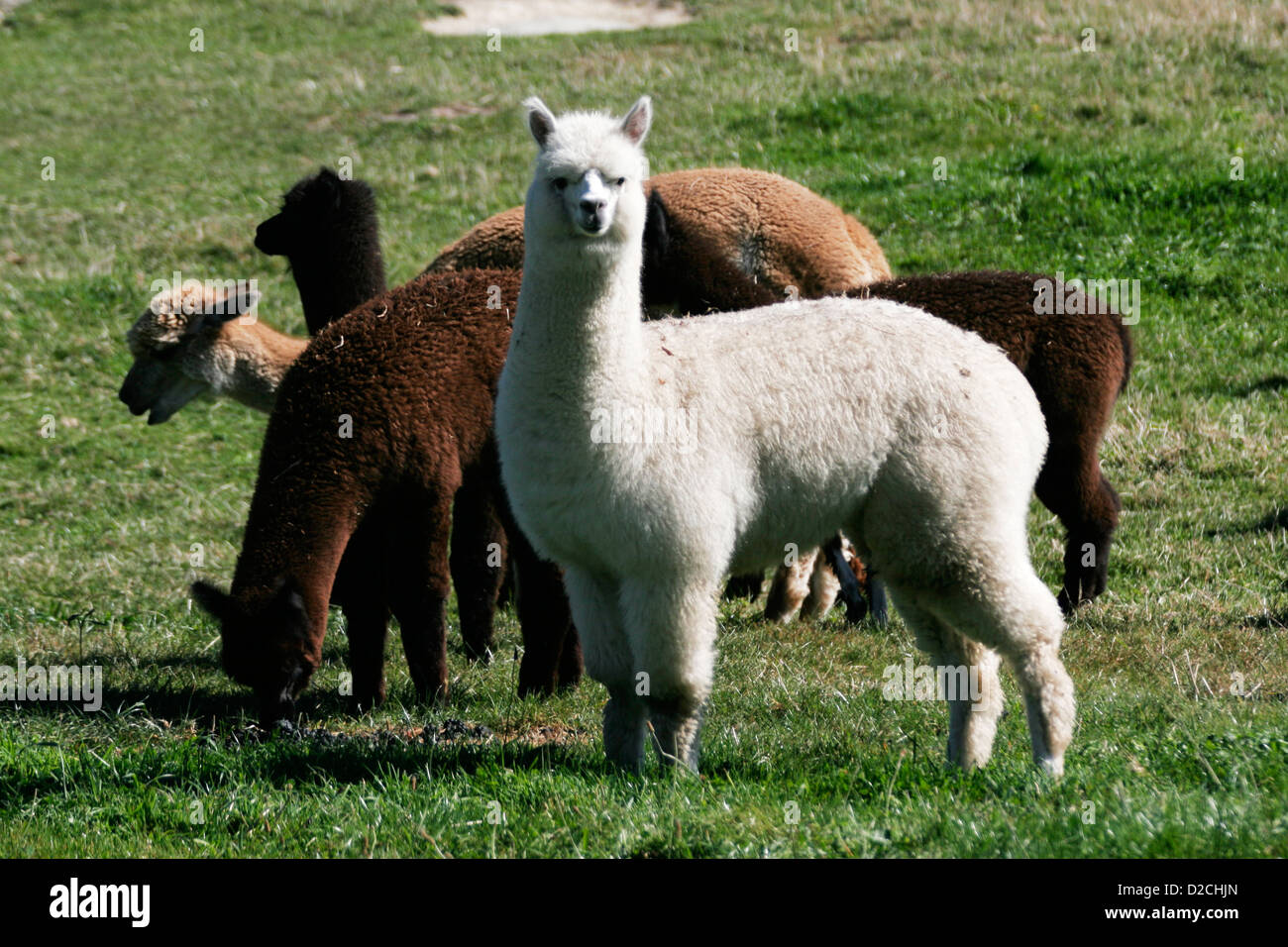 Lamas land hi-res stock photography and images - Alamy