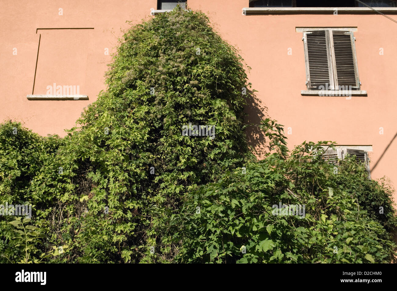 Plants growing on abandoned building hi-res stock photography and ...