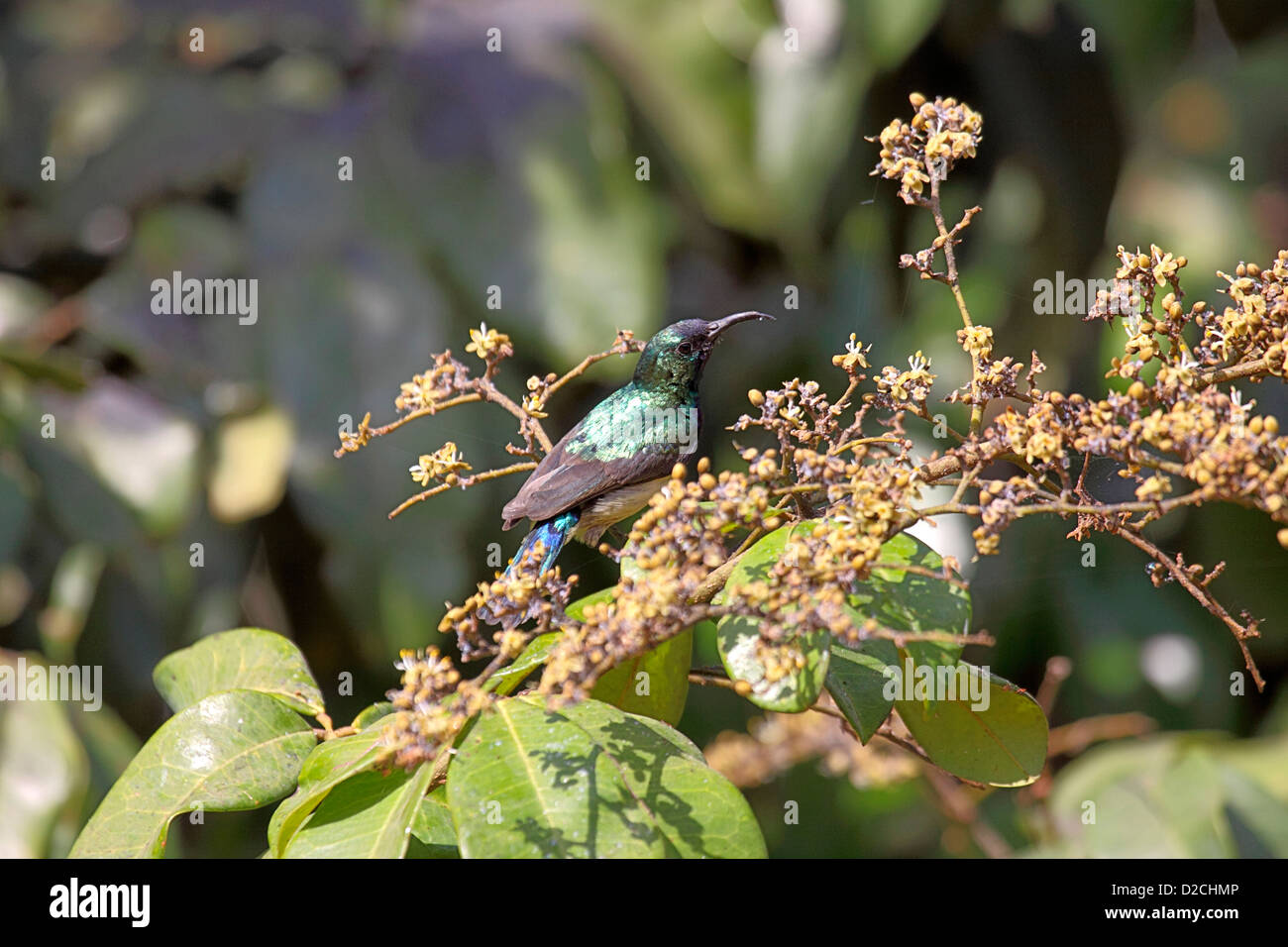 African sunbirds hi-res stock photography and images - Alamy
