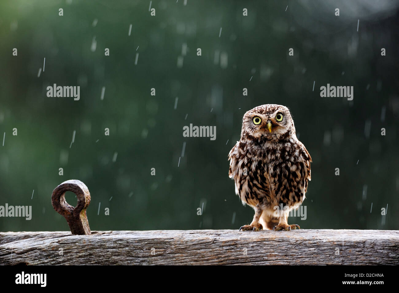 Rain hi-res stock photography and images - Alamy