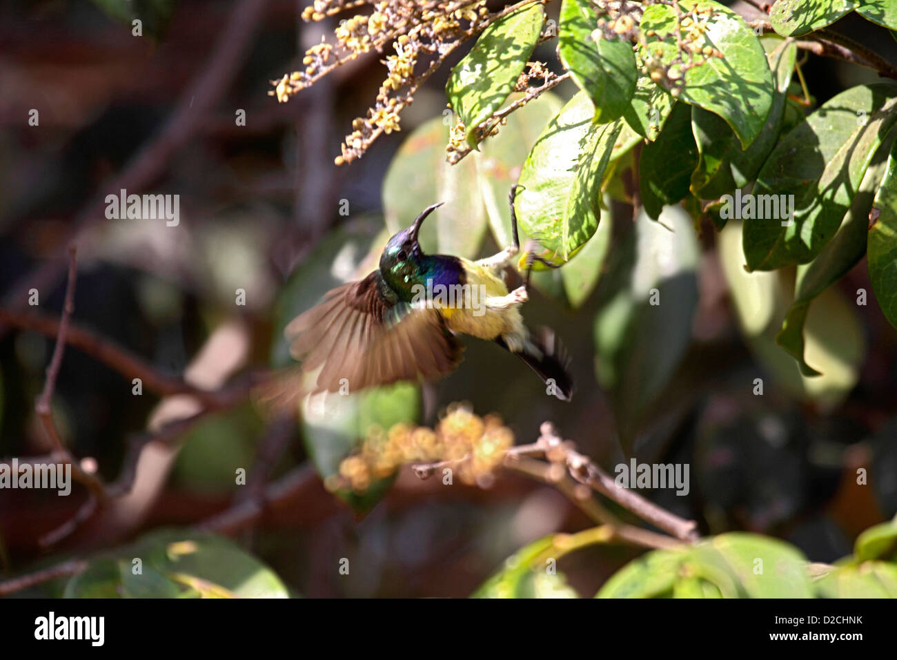 African sunbirds hi-res stock photography and images - Alamy