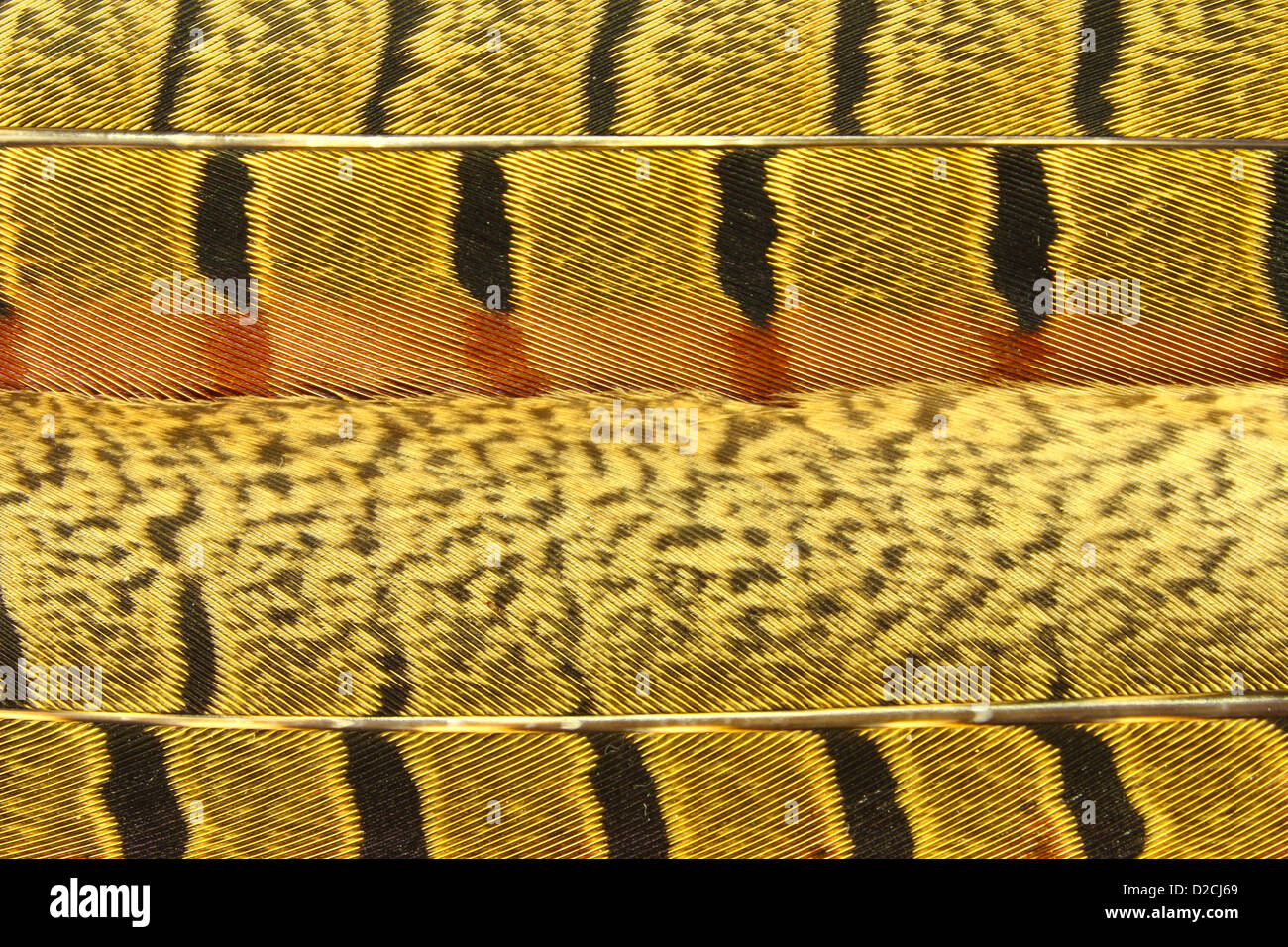 Pheasant tail feathers texture and background Stock Photo - Alamy