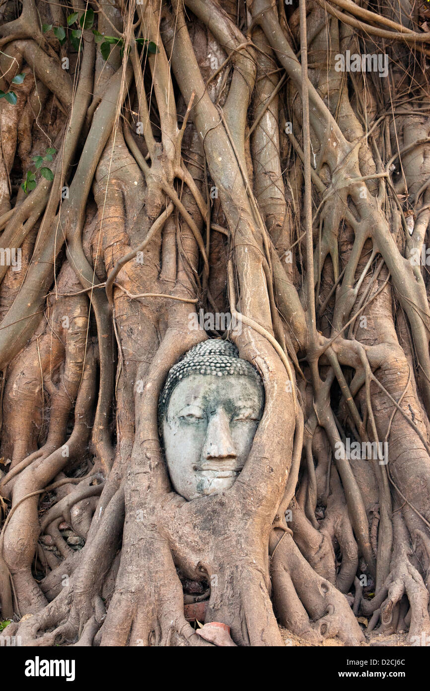 Buddha head in tree roots, Wat Mahathat temple, Ayutthaya, Thailand ...