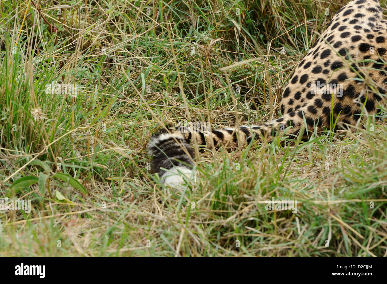 The tail of a cheetah Stock Photo - Alamy