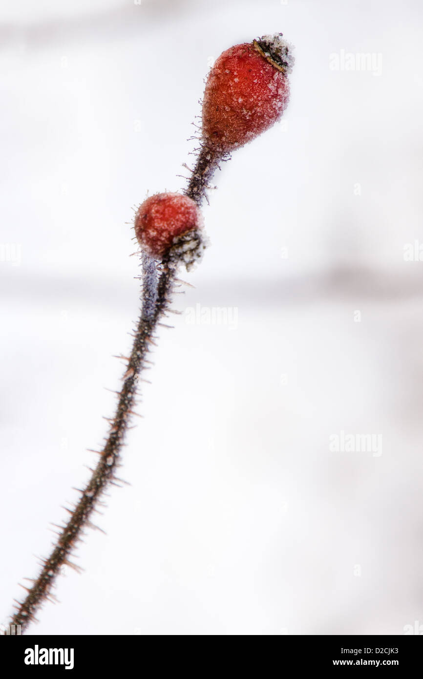 Red seed pods hi-res stock photography and images - Alamy