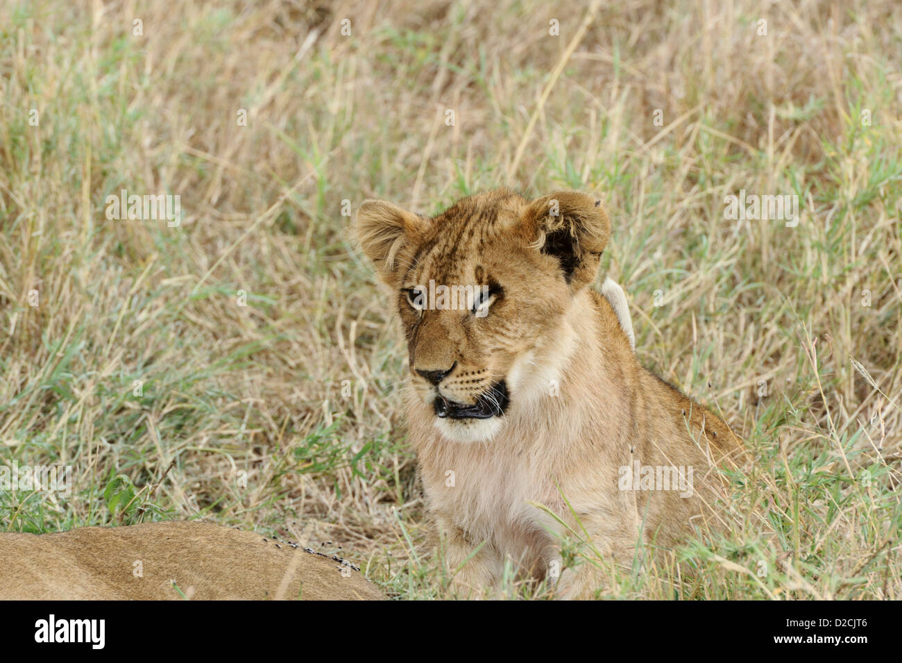 Study of the head of a growing lion Stock Photo - Alamy