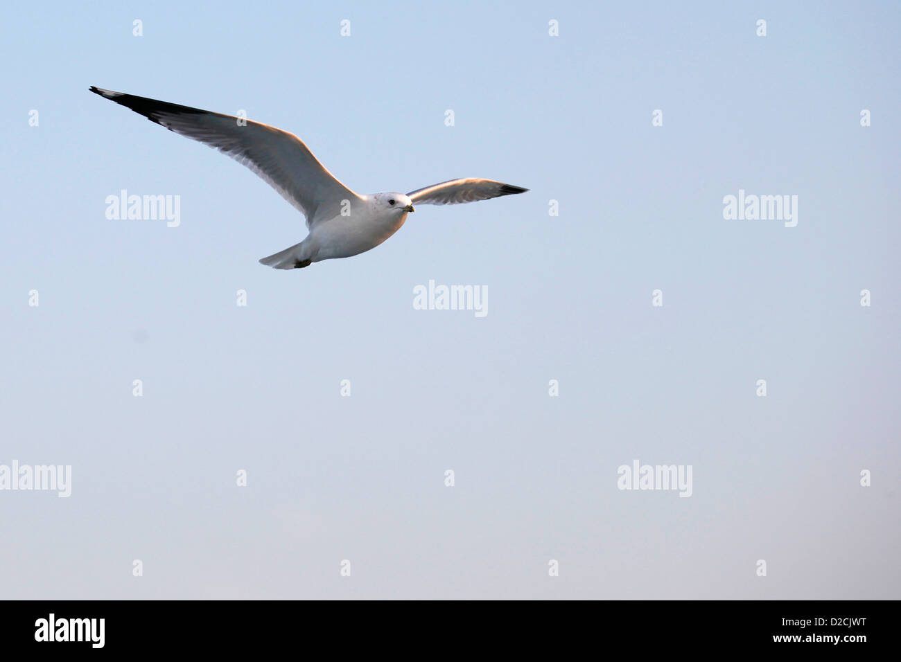 ISTANBUL TURKEY - Seagull against a sunset sky flying over Bosphorus ...