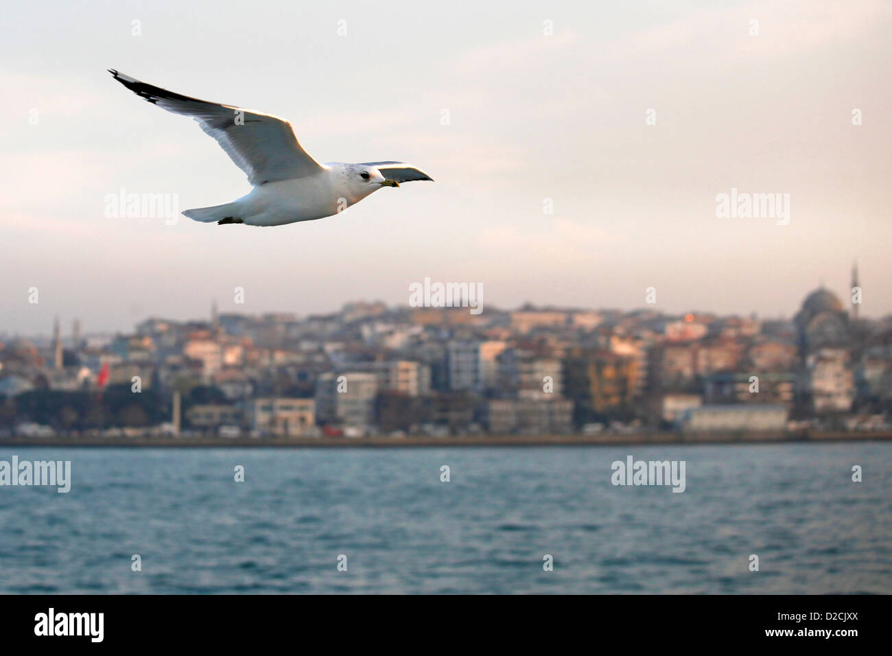 ISTANBUL TURKEY - Seagull against a sunset sky flying over Bosphorus ...