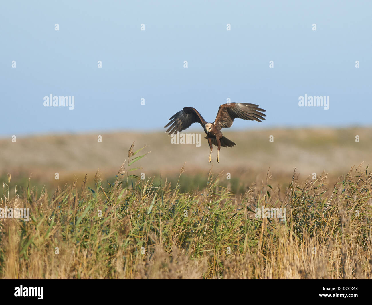Marsh Harrier in flight Stock Photo - Alamy