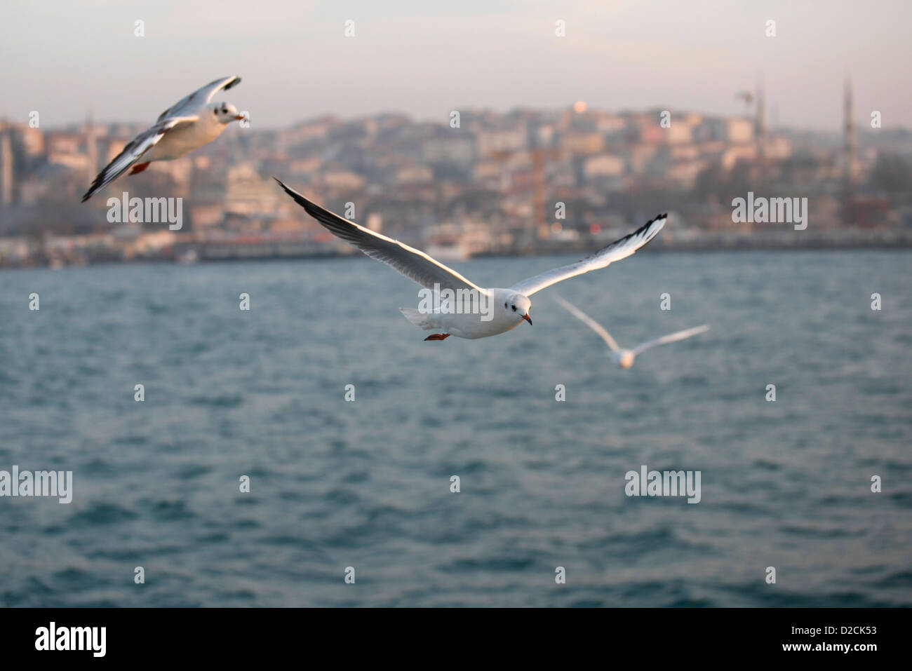 ISTANBUL TURKEY - Seagulls flying on Bosphorus strait sea of Marmara ...