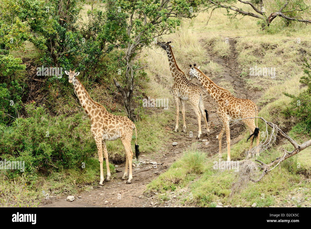 Group of giraffes grazing seen from above Stock Photo - Alamy