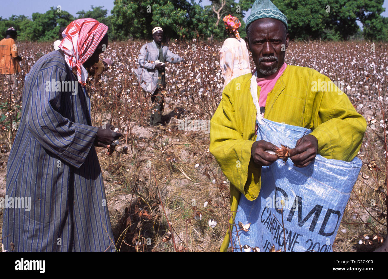 Mali cotton hi-res stock photography and images - Alamy