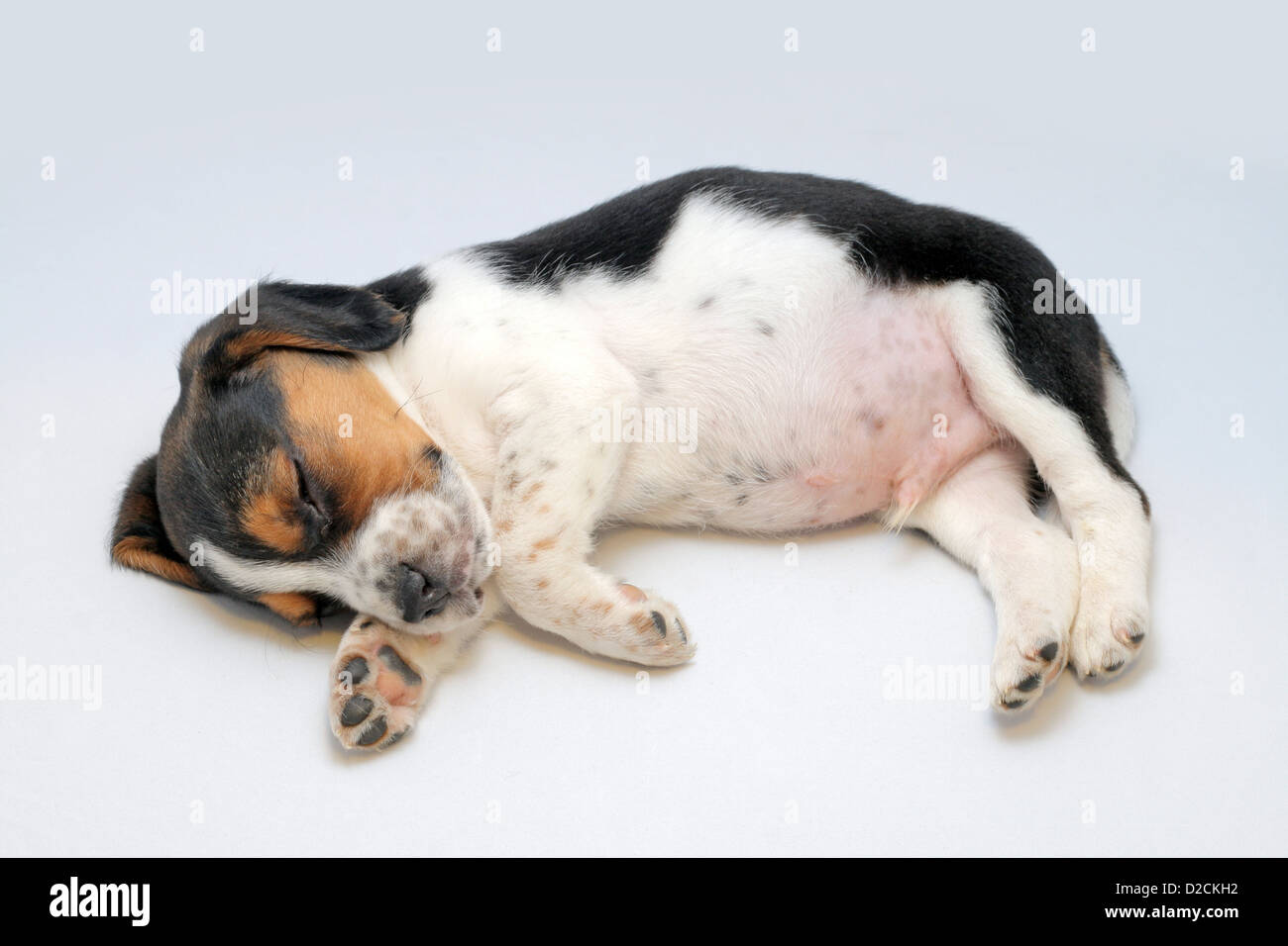 Beagle puppy sleeping Stock Photo - Alamy