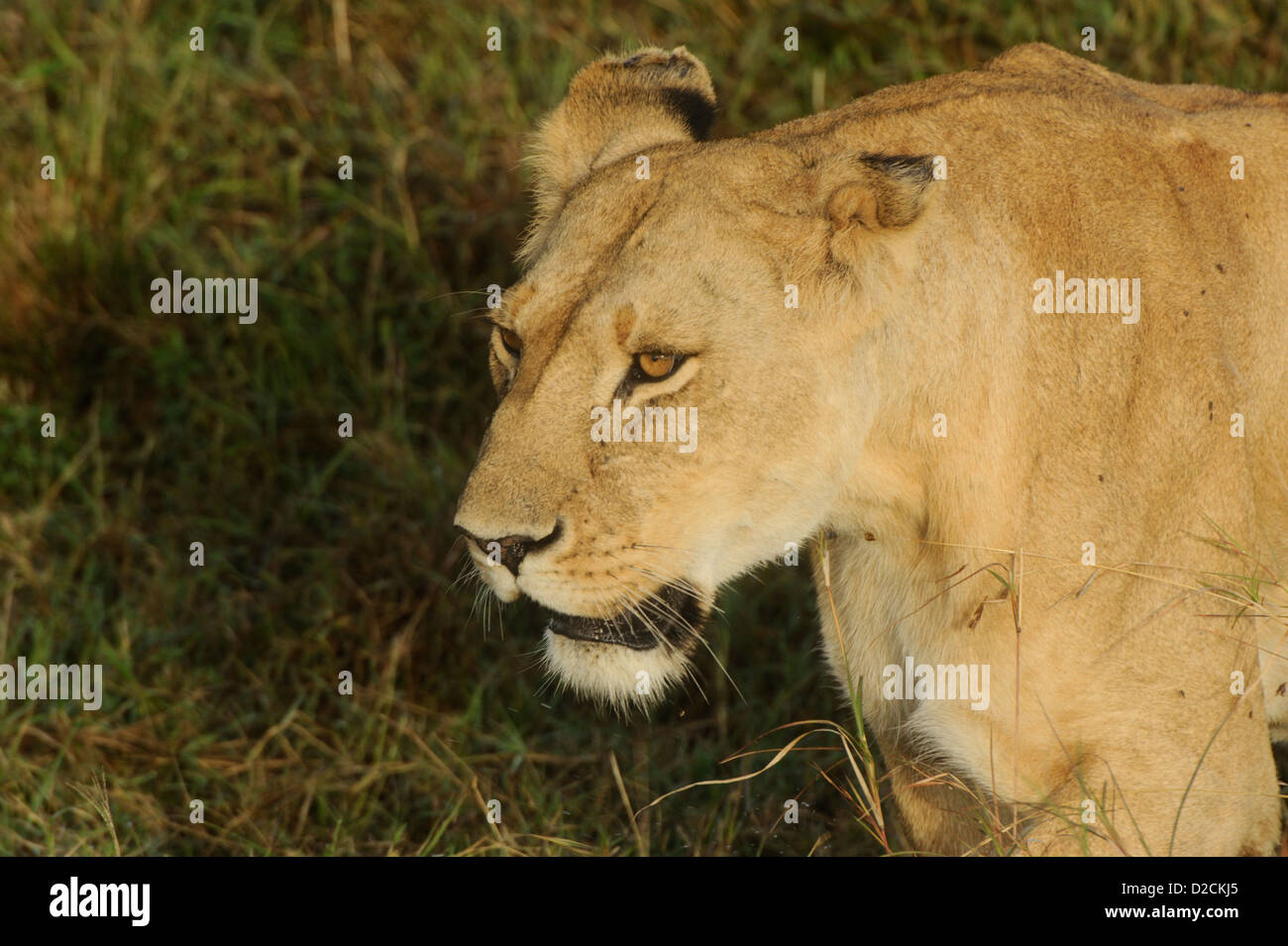 Lioness head hi-res stock photography and images - Alamy