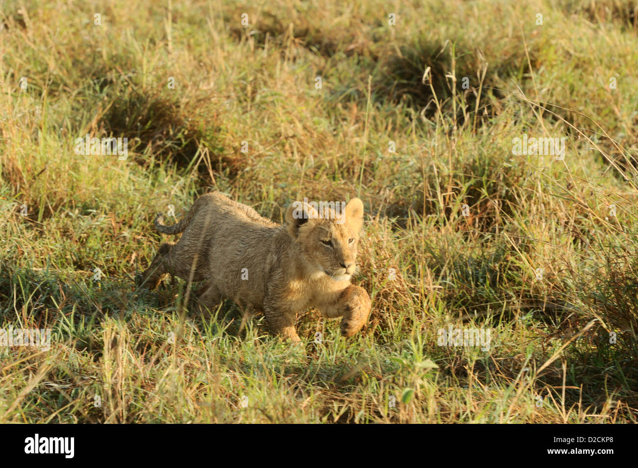Lion cub running hi-res stock photography and images - Alamy