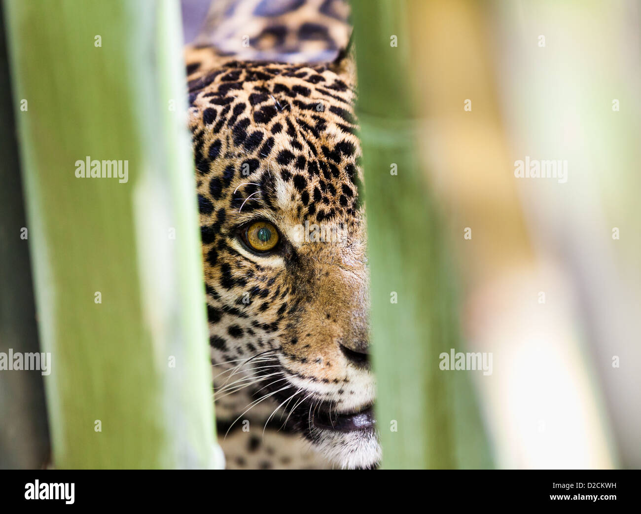 Jaguar Hunting Prey