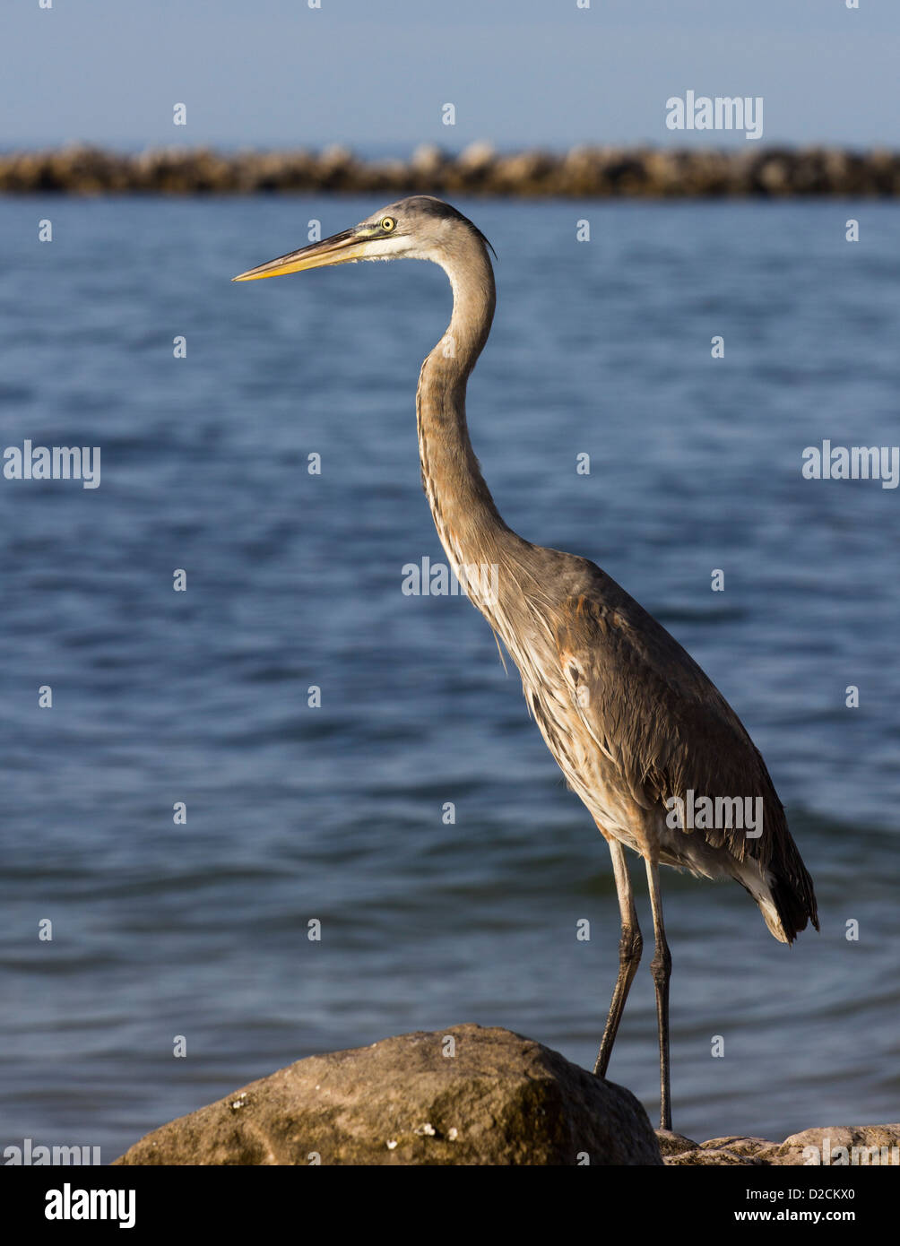 Great blue heron hunting for fish Stock Photo - Alamy