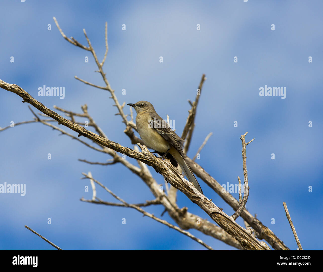 Mockingbird bird hi-res stock photography and images - Alamy