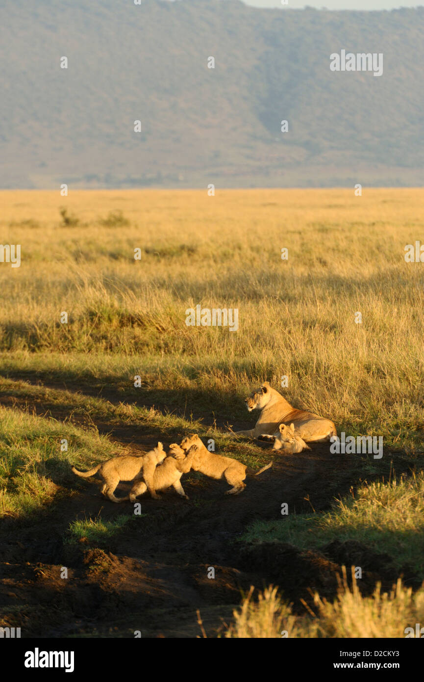 Lioness with four playing cubs in early morning sunshine. Maasai Mara ...