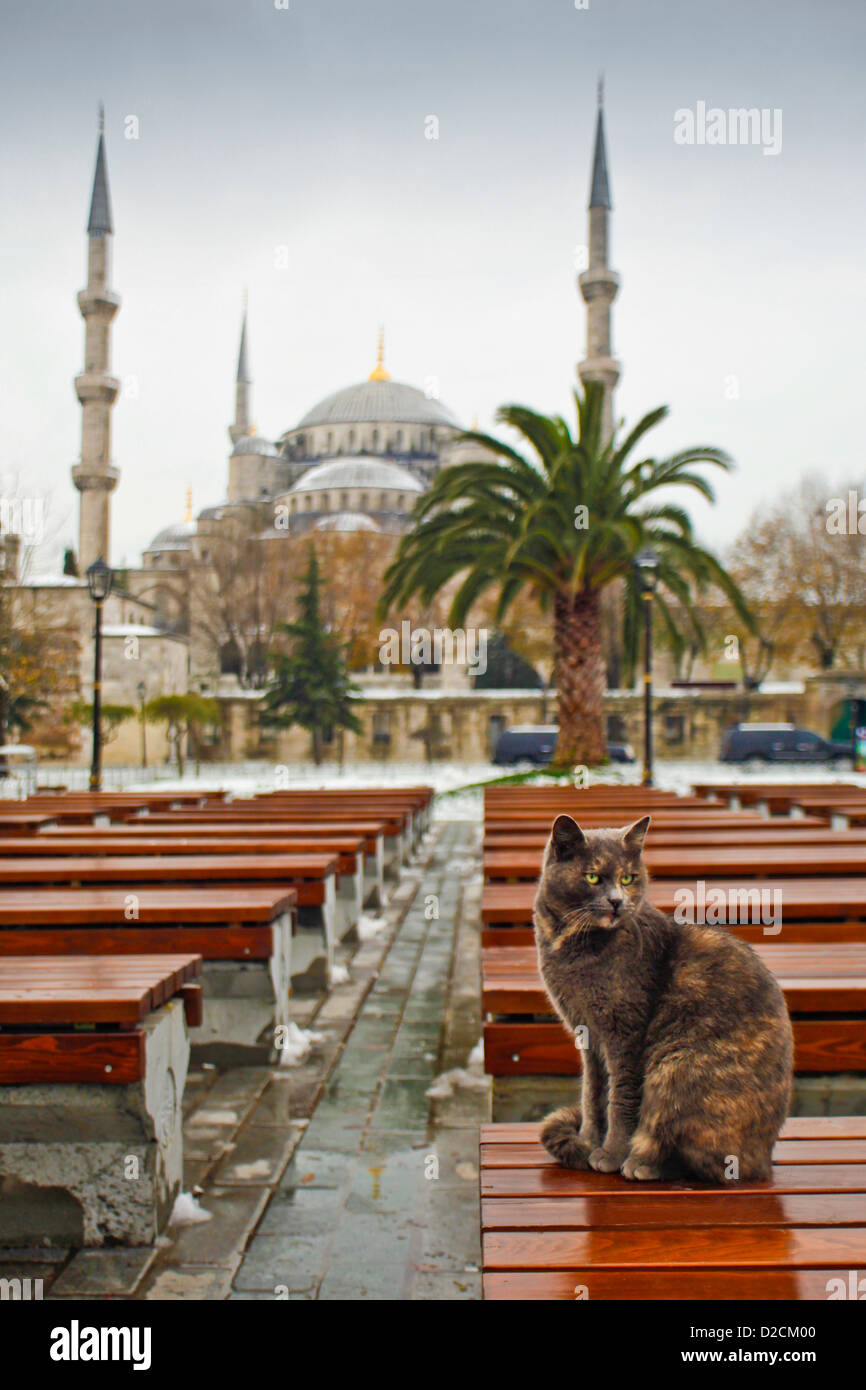Istanbul Cat High Resolution Stock Photography and Images - Alamy