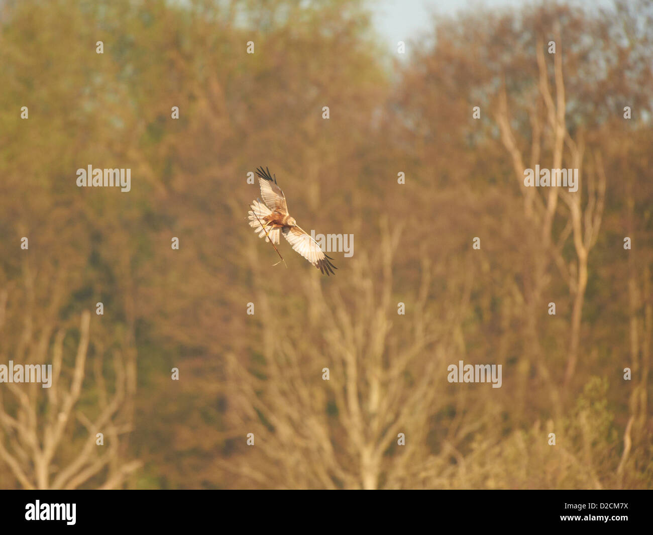 Marsh Harrier in flight Stock Photo - Alamy