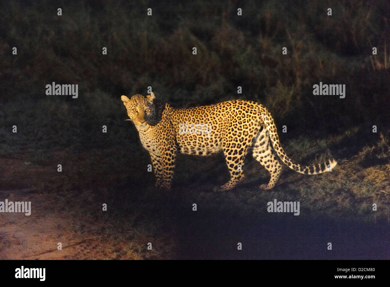 Female leopard seen in car headlights Stock Photo - Alamy