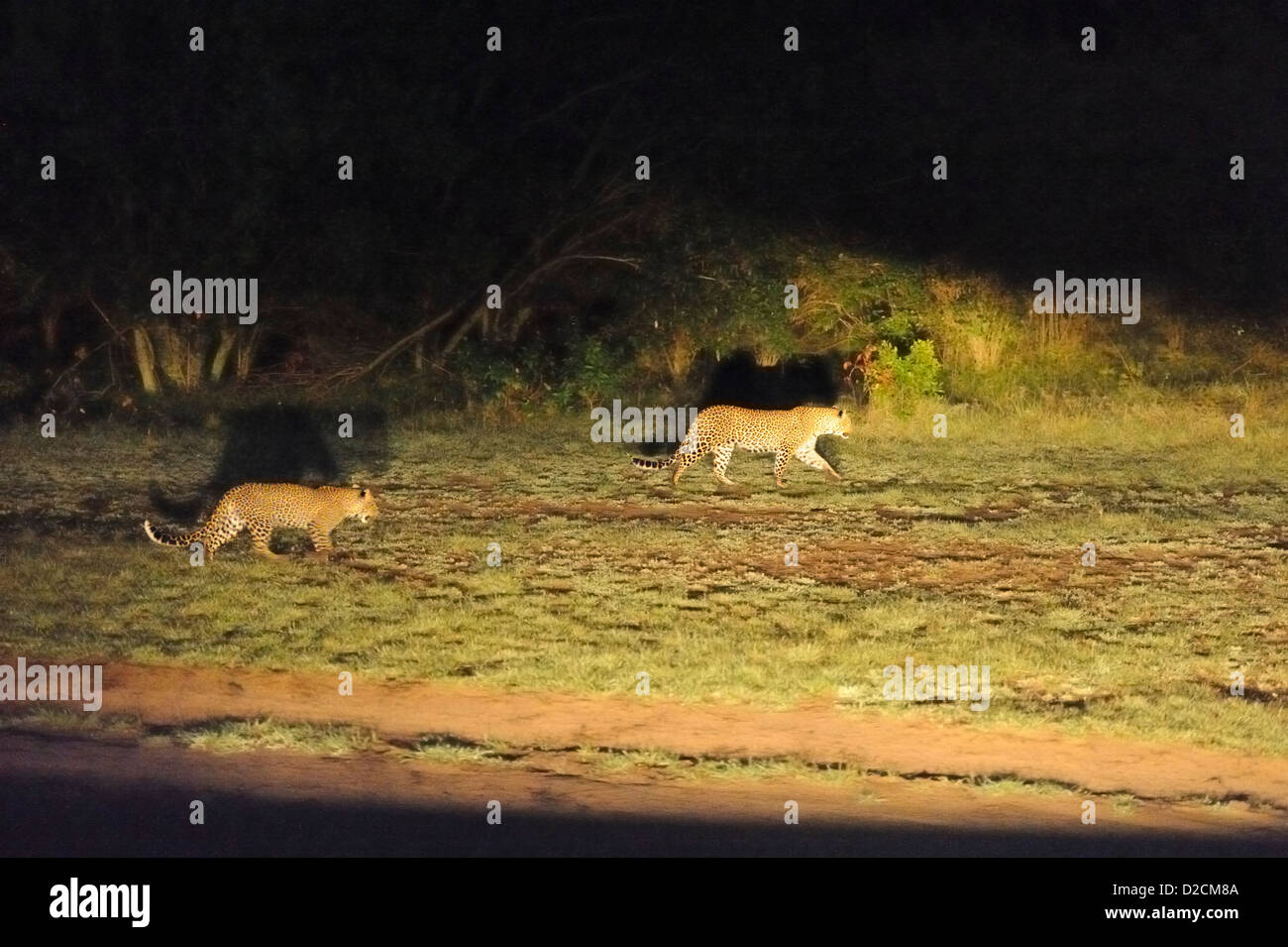 Female leopard and cub seen in car headlights Stock Photo - Alamy