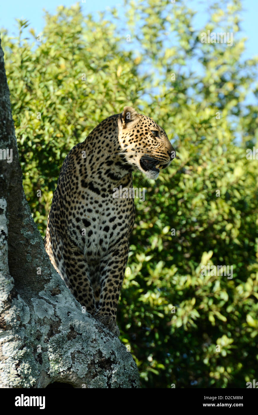 Female leopard kenya hi-res stock photography and images - Alamy
