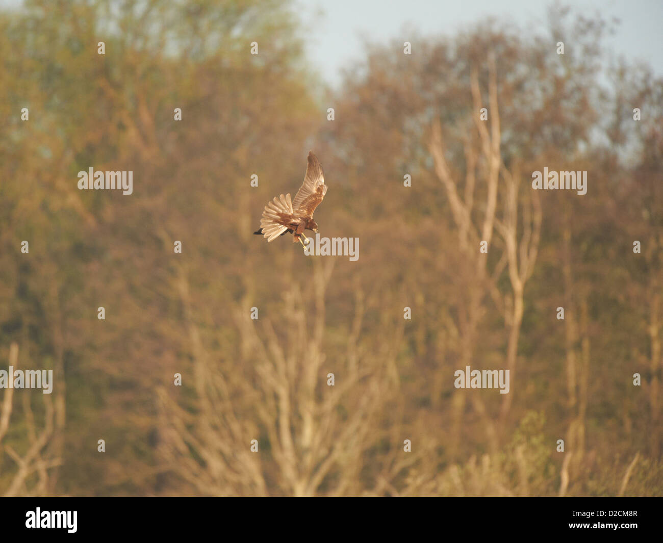 Marsh Harrier in flight Stock Photo - Alamy