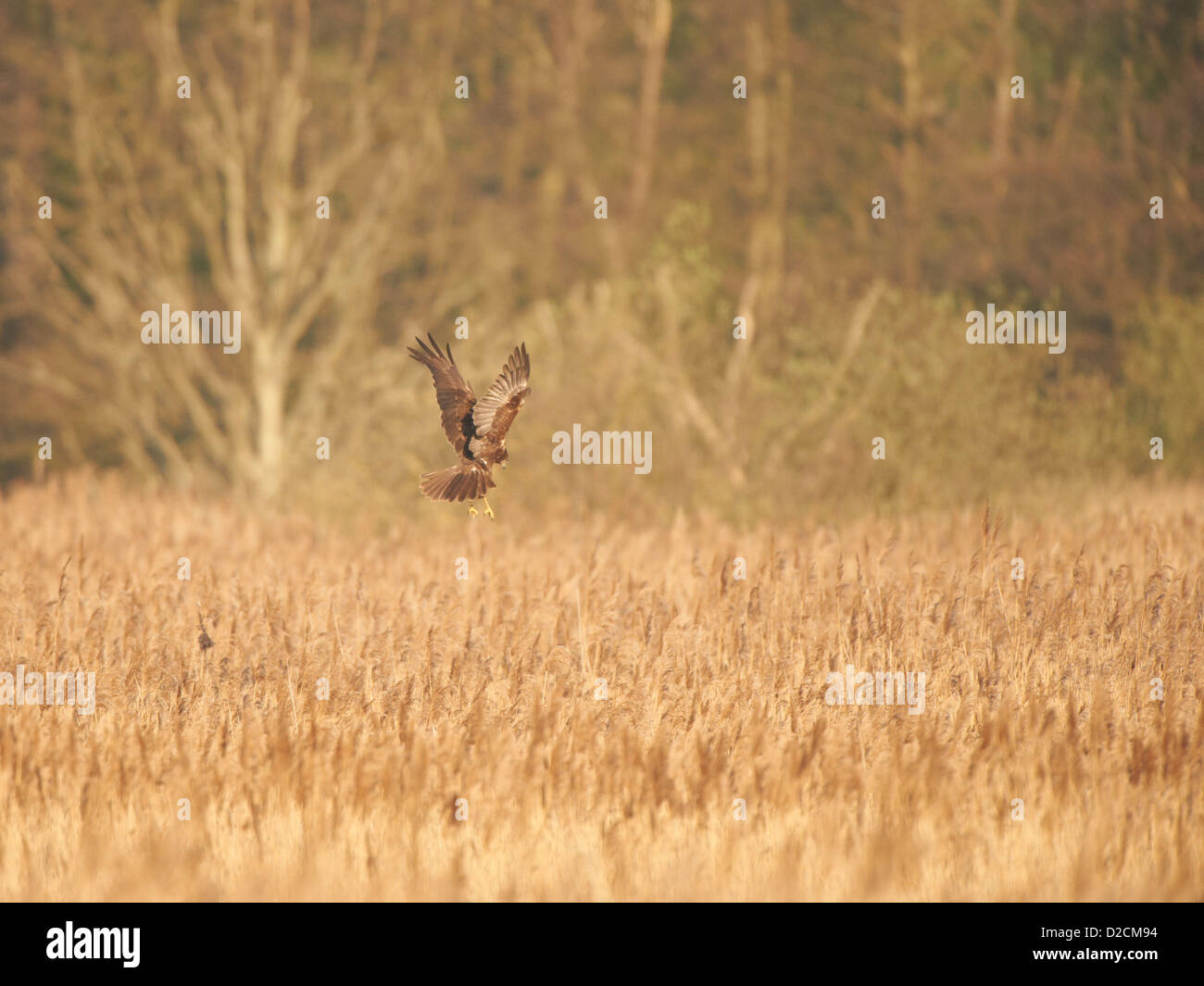 Marsh Harrier in flight Stock Photo - Alamy