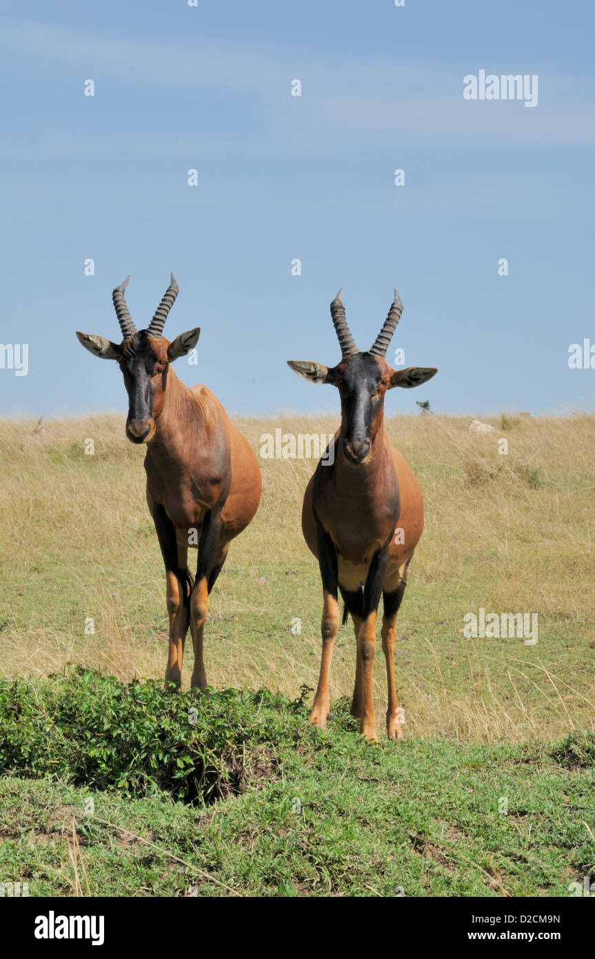 Topis hi-res stock photography and images - Alamy