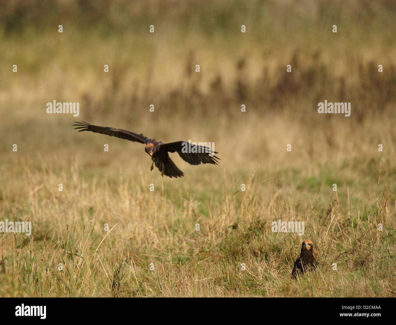 Marsh Harrier in flight Stock Photo - Alamy