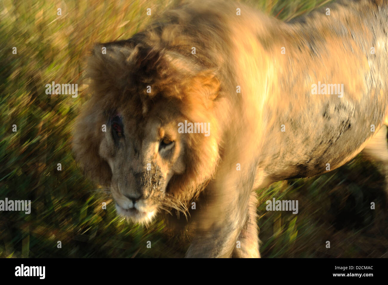 Lion mud bath hi-res stock photography and images - Alamy