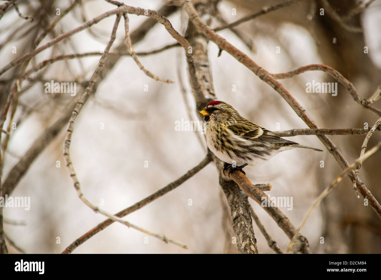Redpolls hi-res stock photography and images - Alamy