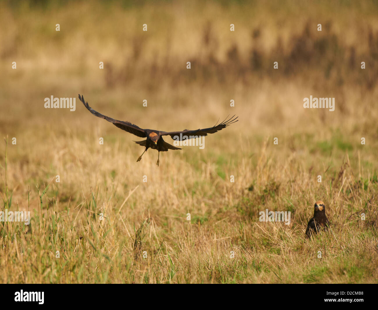 Marsh Harrier in flight Stock Photo - Alamy